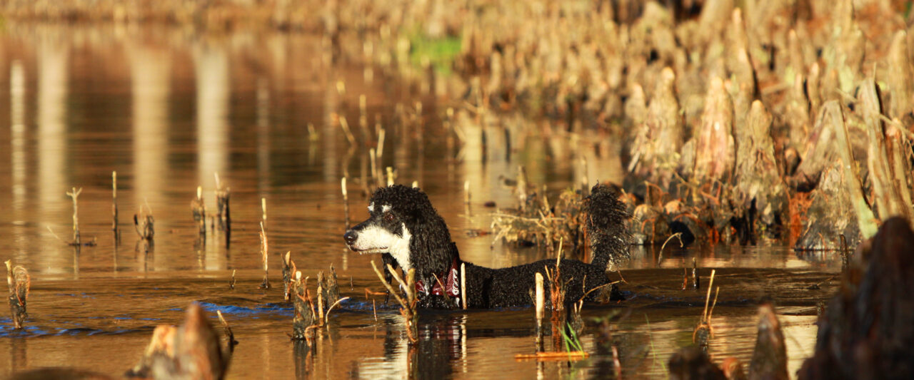 Reserve Your Puppy - Sawmill Station Doodles