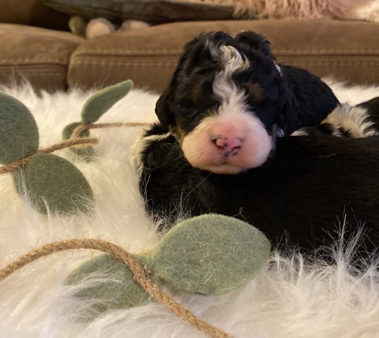 Reserve Your Puppy - Sawmill Station Doodles