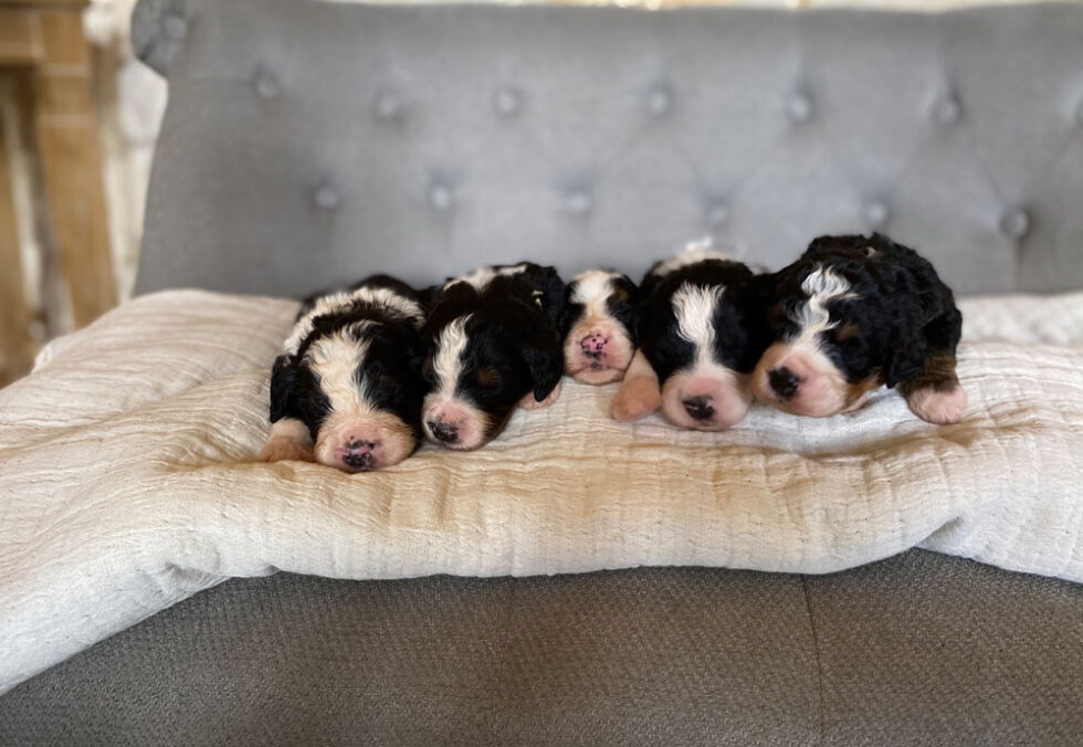 Reserve Your Puppy - Sawmill Station Doodles